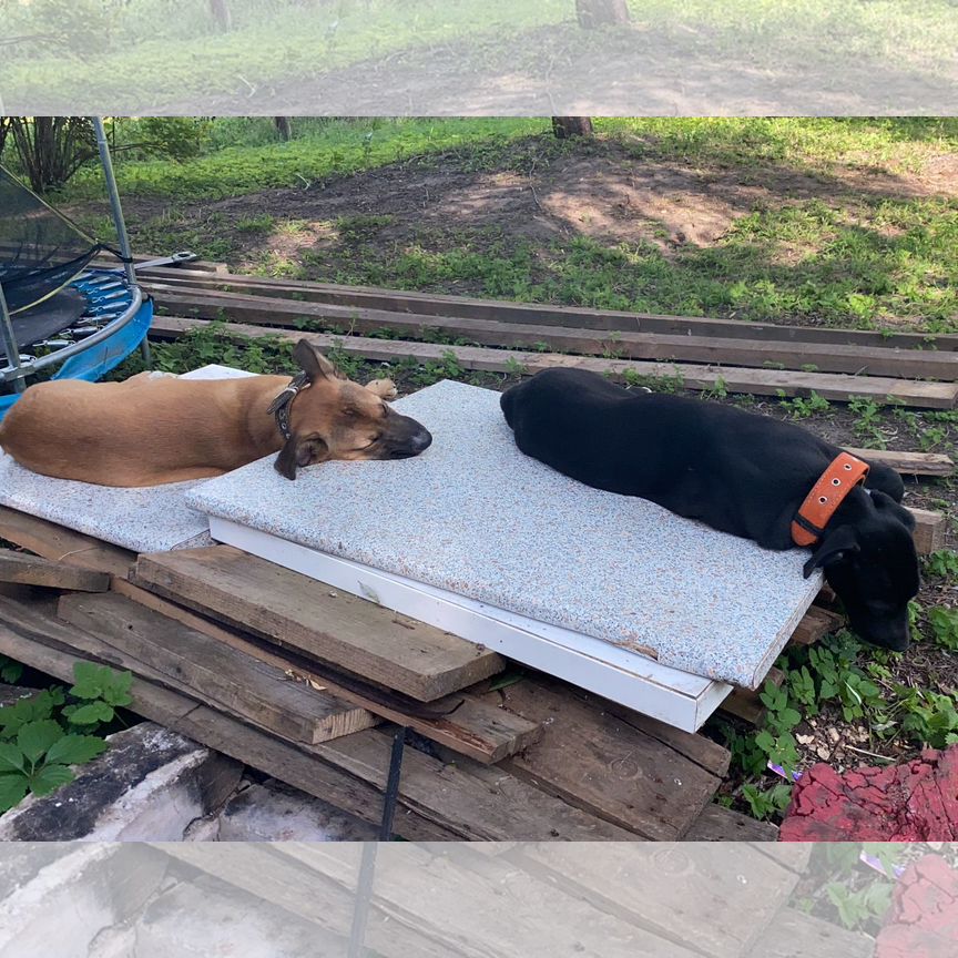 Отдам в добрые руки собаку девочку и мальчика