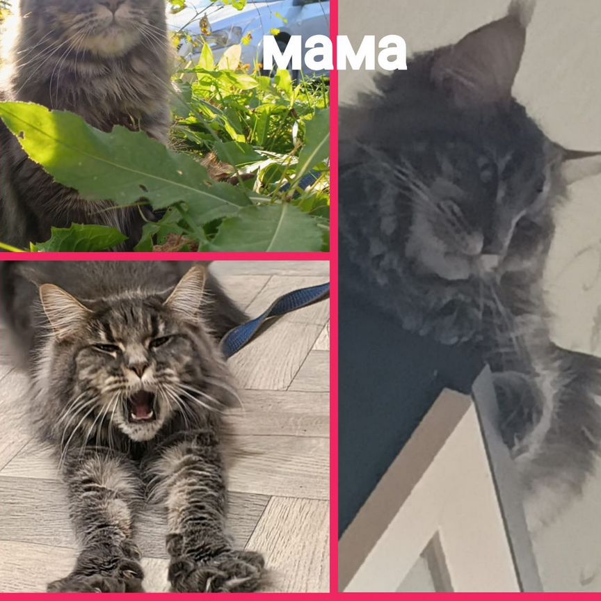 Мейн-кун котёнок