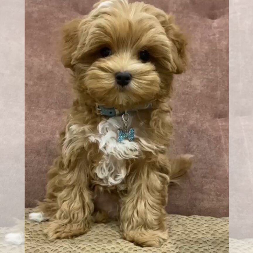 Мальтипу, щенок