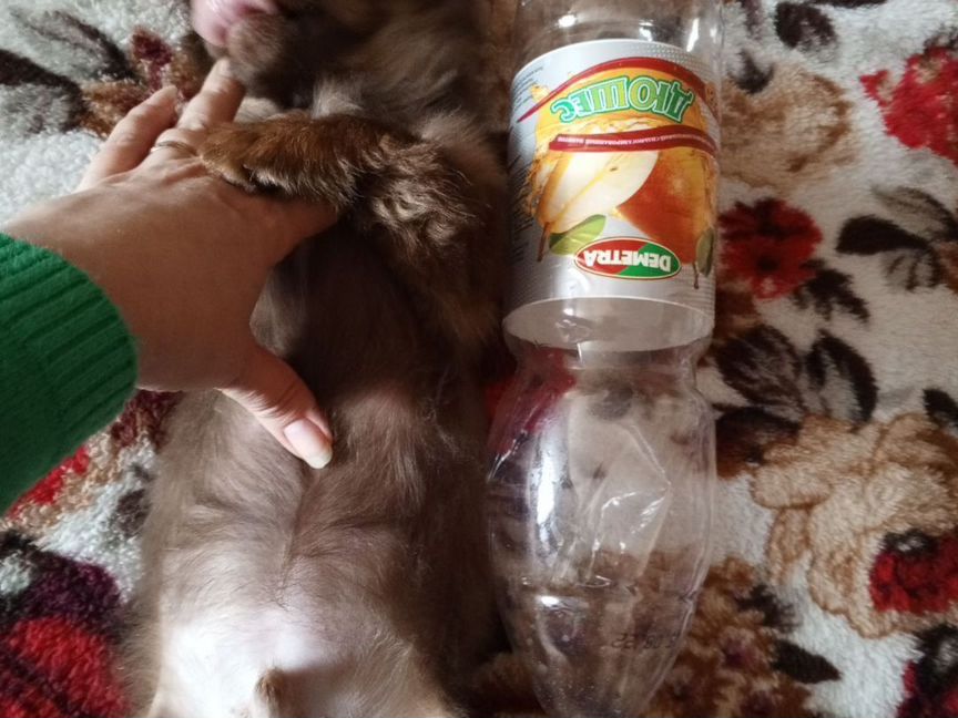 Маленькая собака чихуахуа щенок