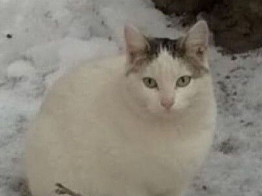 Котик