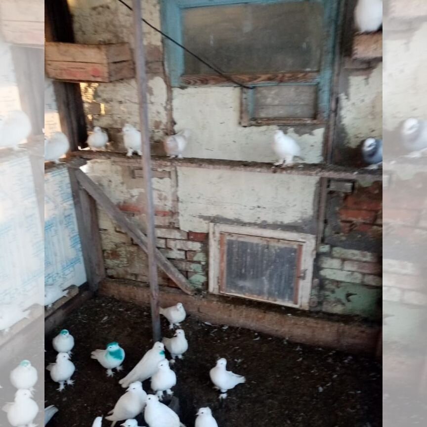 Продажа голубей