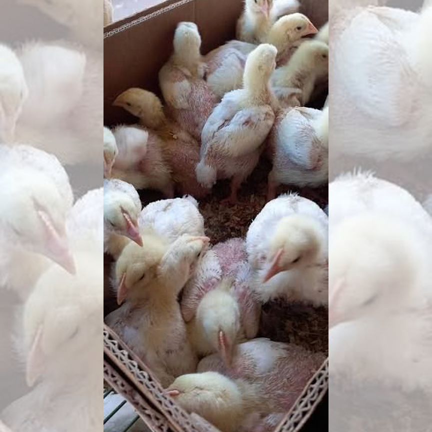 Цыплята бройлеры 14 дней