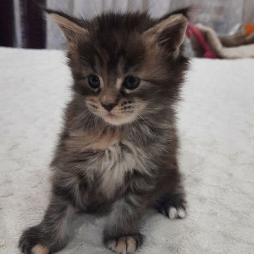 Котята Мейн-кун