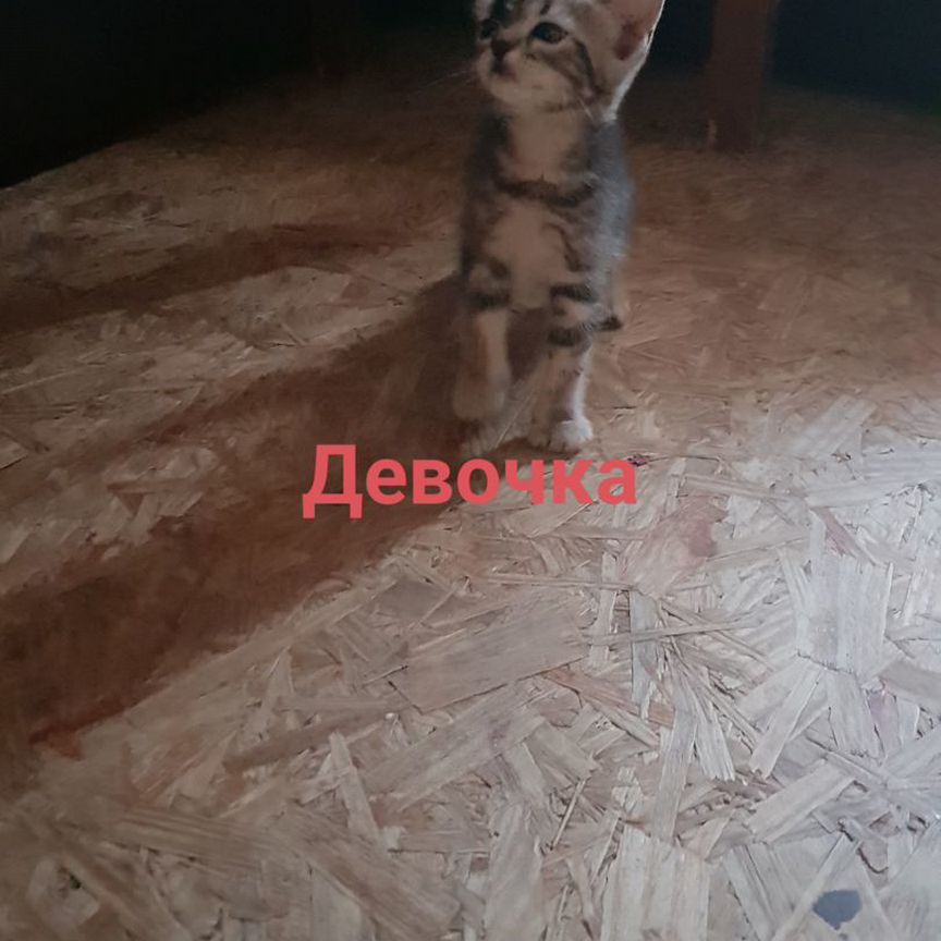 Котята в добрые руки даром бесплатно