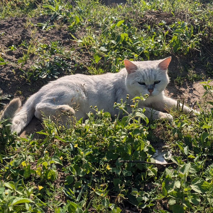 Кот в добрые руки