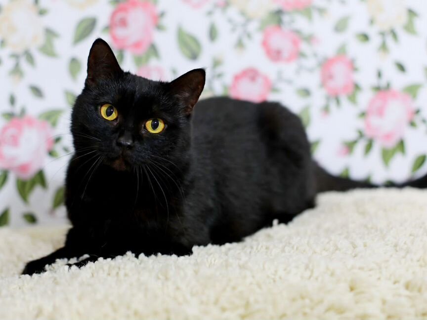 Умная и ласковая кошечка ищет семью