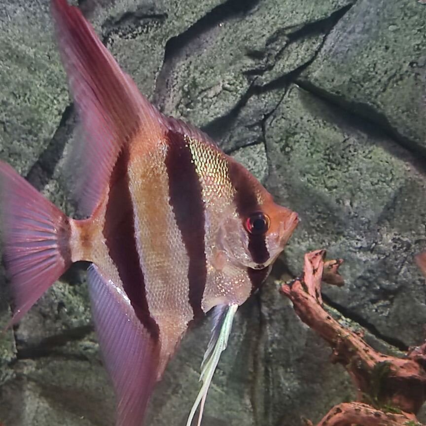 Аквариумные рыбки