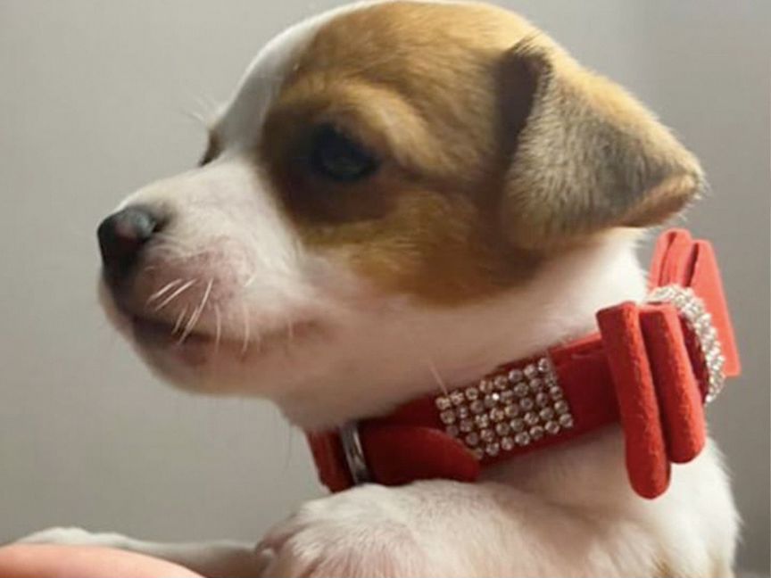 Джек рассел терьер щенок девочка