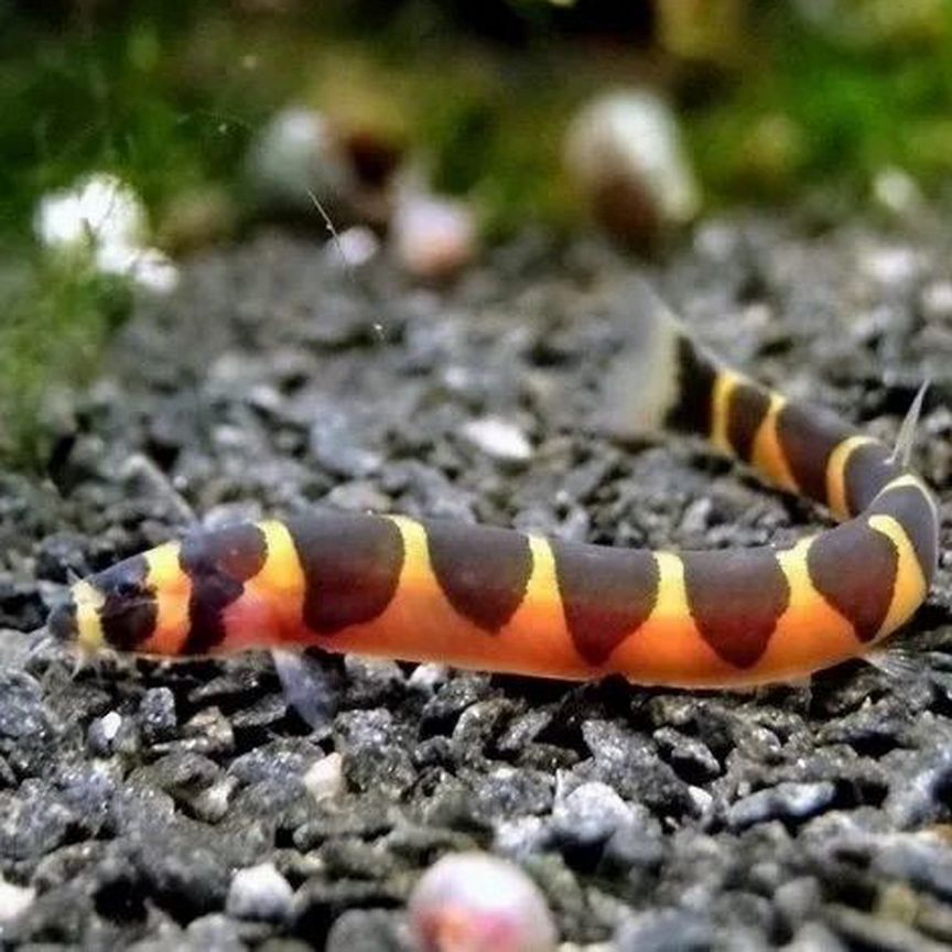 Акантофтальмус Майерса