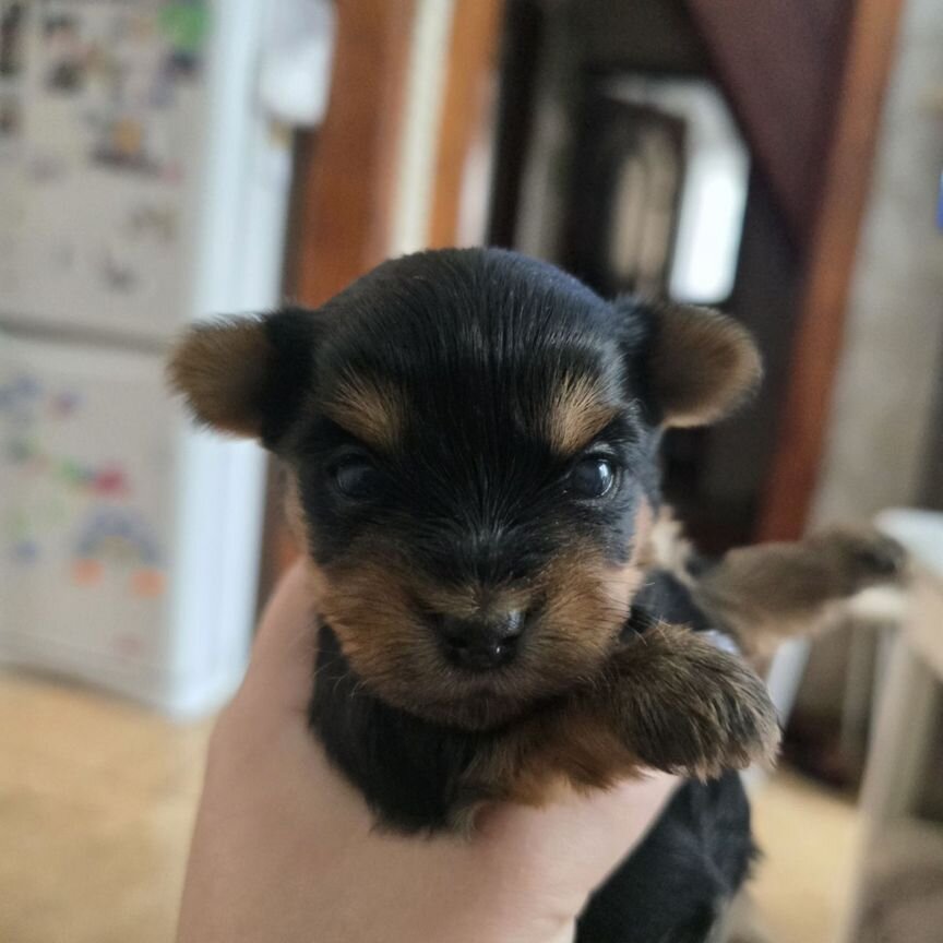 Йоркширский терьер