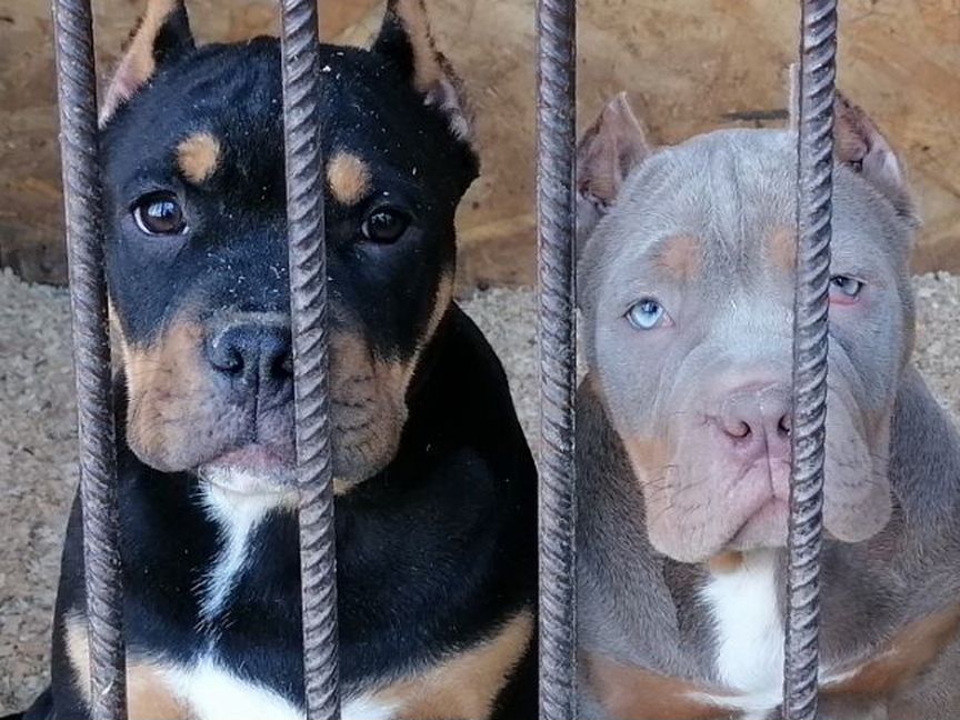 Американский булли стандарт XL