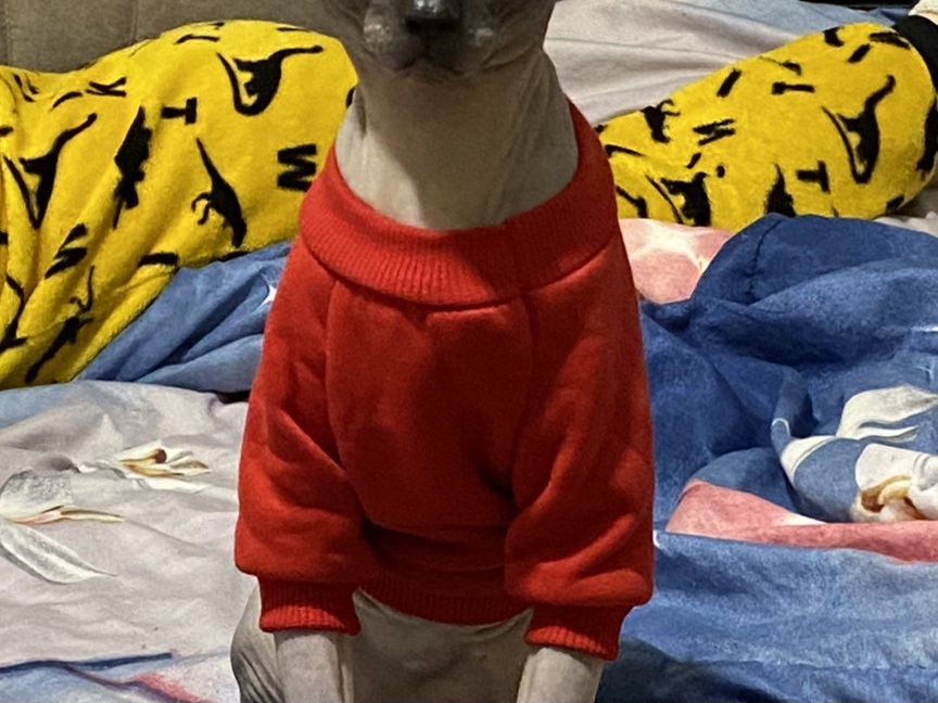 Канадский сфинкс вязка