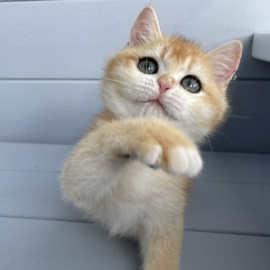 Котята Британская Золотая Шиншилла