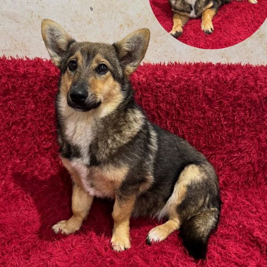 Взрослая собака в добрые руки