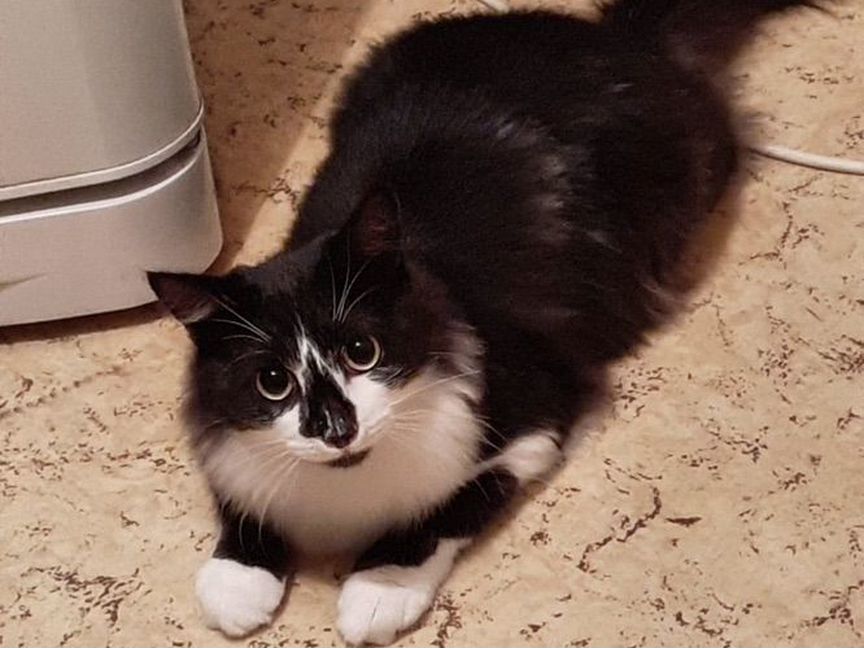 Очаровательны кот ищет дом