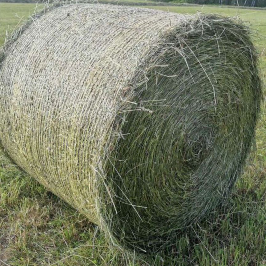 Сено люцерны в рулонах