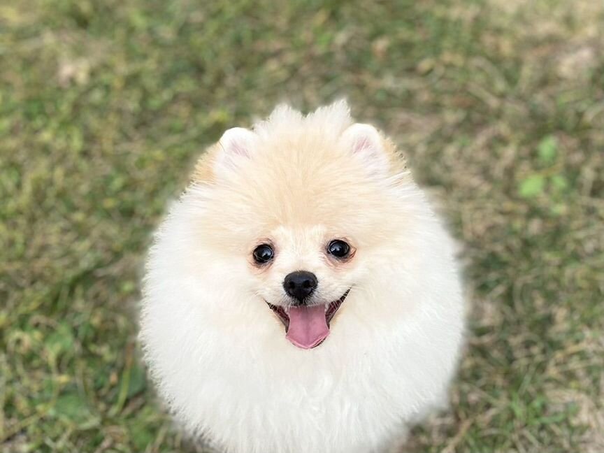 Девочка шпиц кремового окраса