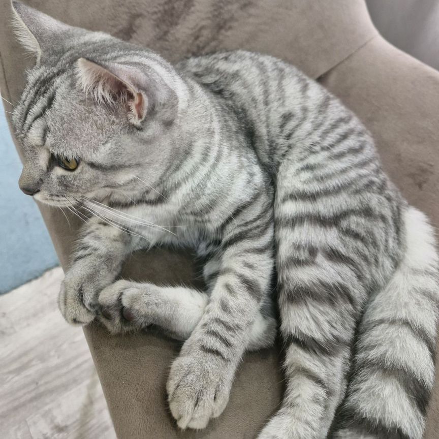 Котенок