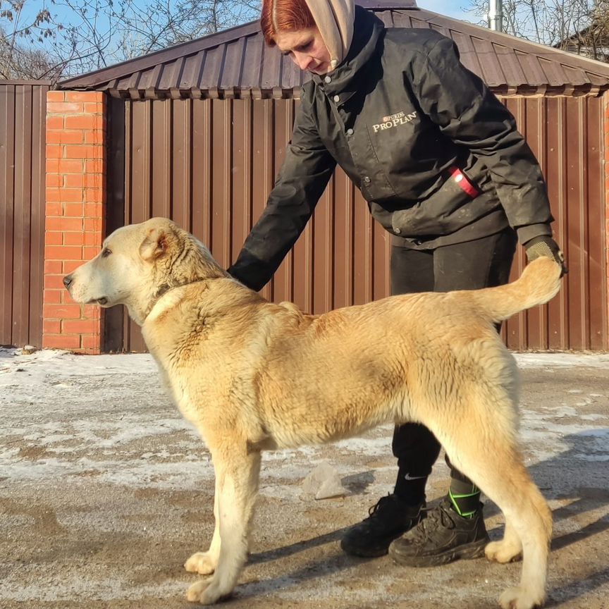 Кобель подросток алабай