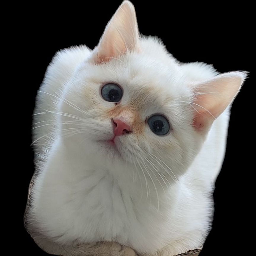 Тайский котёнок