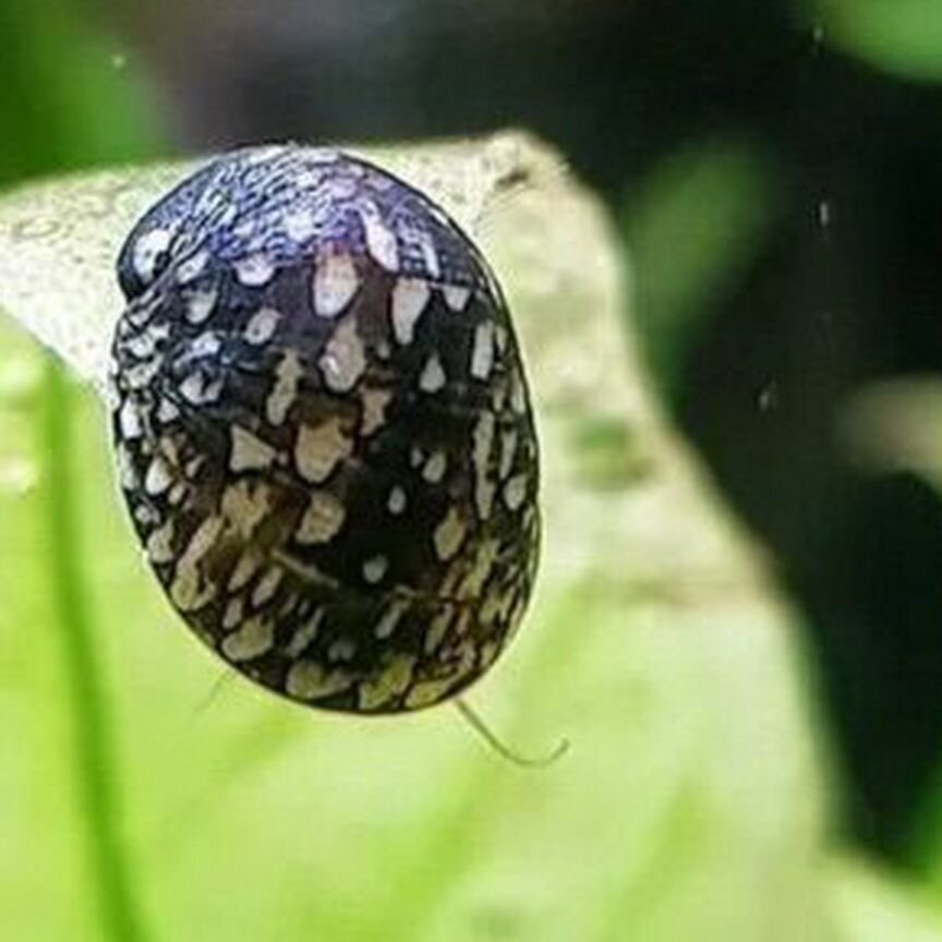 Теодоксус с приданым