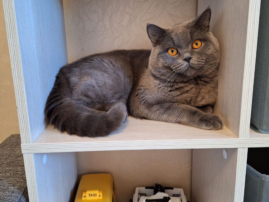 Британский кот вязка