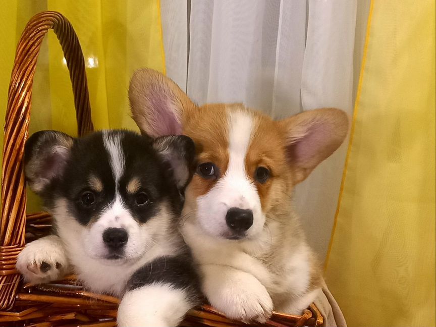 Мальчик вельш корги пемброк