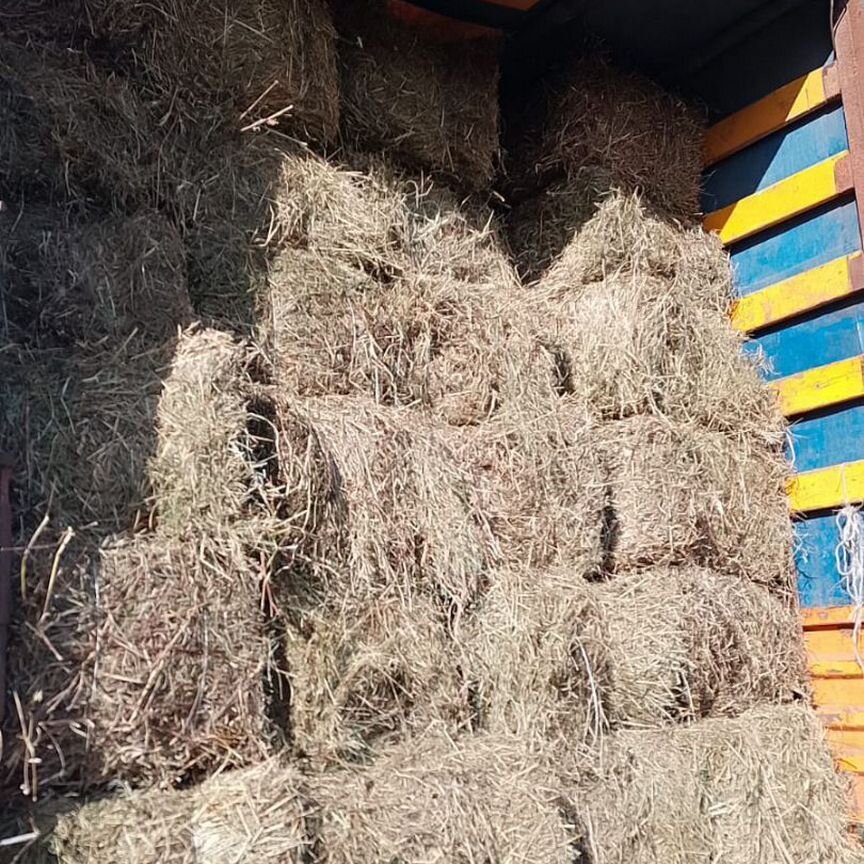 Сено в тюках, с доставкой. В Павловске