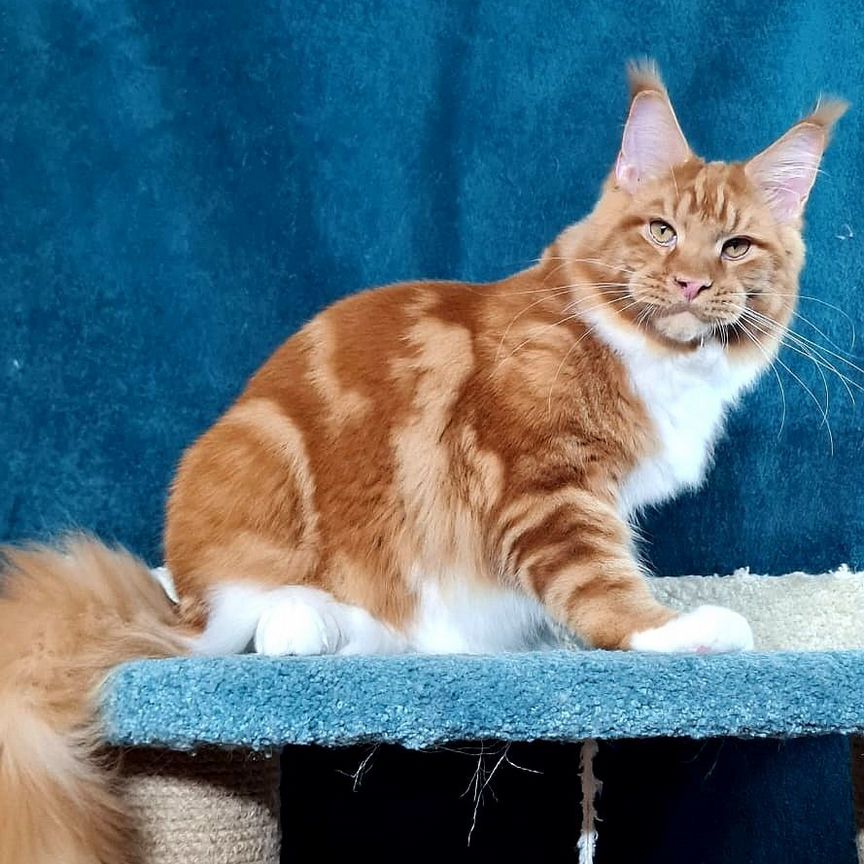 Котенок мейн-кун рыжий с документами