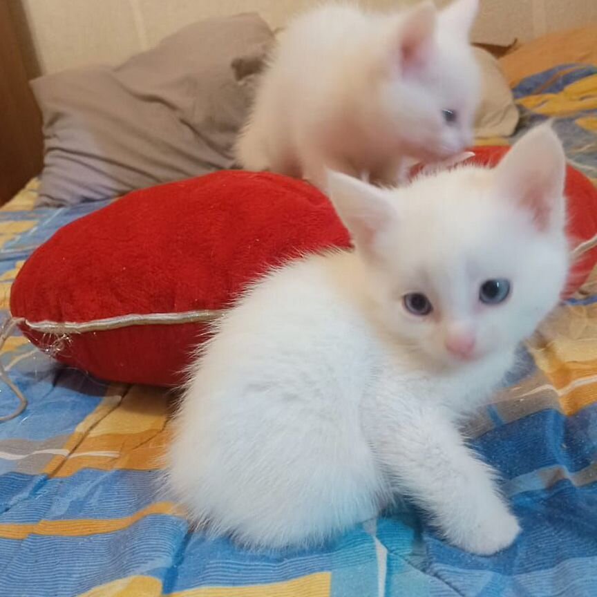 Маленькие кисы