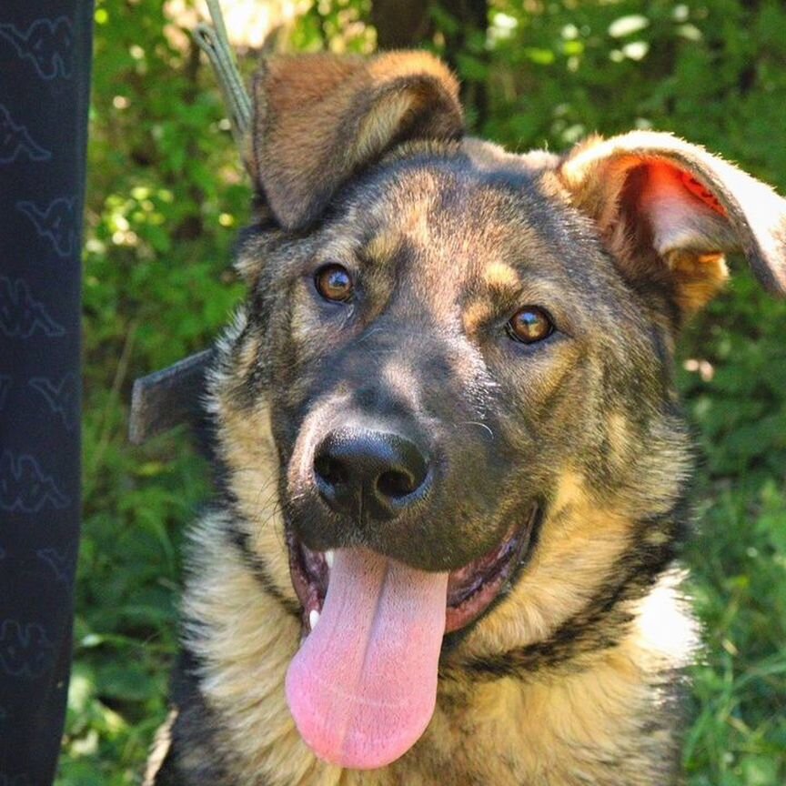 Алтай нуждается в доме