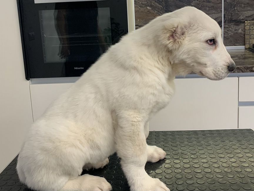 Среднеазиатская овчарка алабай