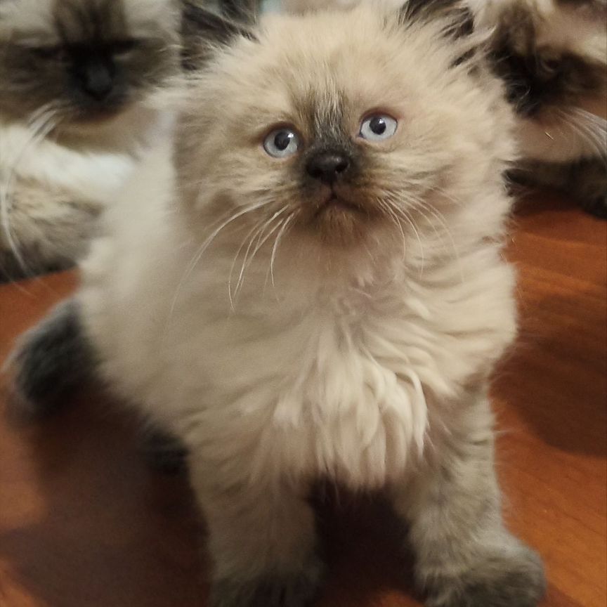 Британский длинношёрстный котёнок