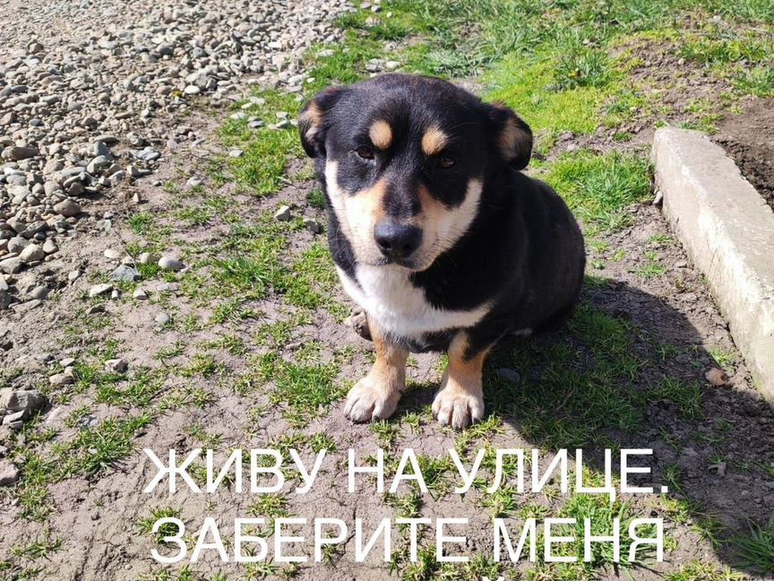 Собака на улице