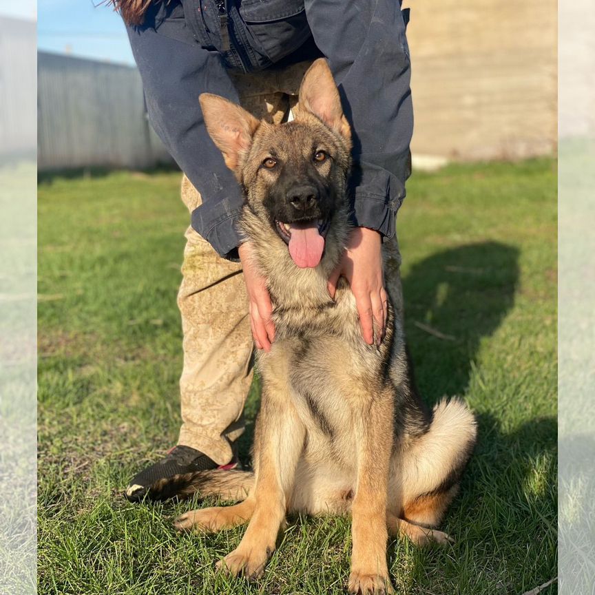 Немецкая овчарка, щенок