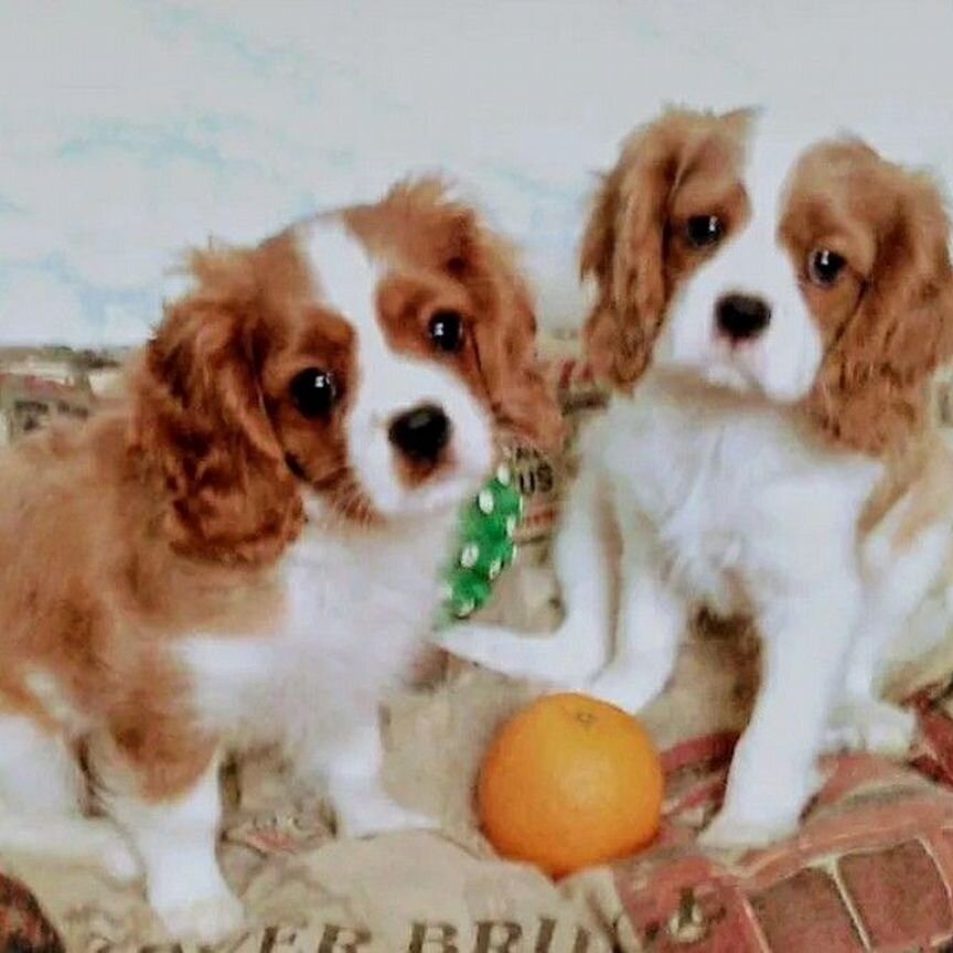 Щеночки Кавалер Кинг Чарльз спаниеля