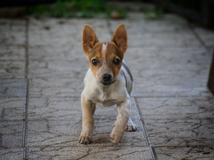 Щенки от маленткой собачки