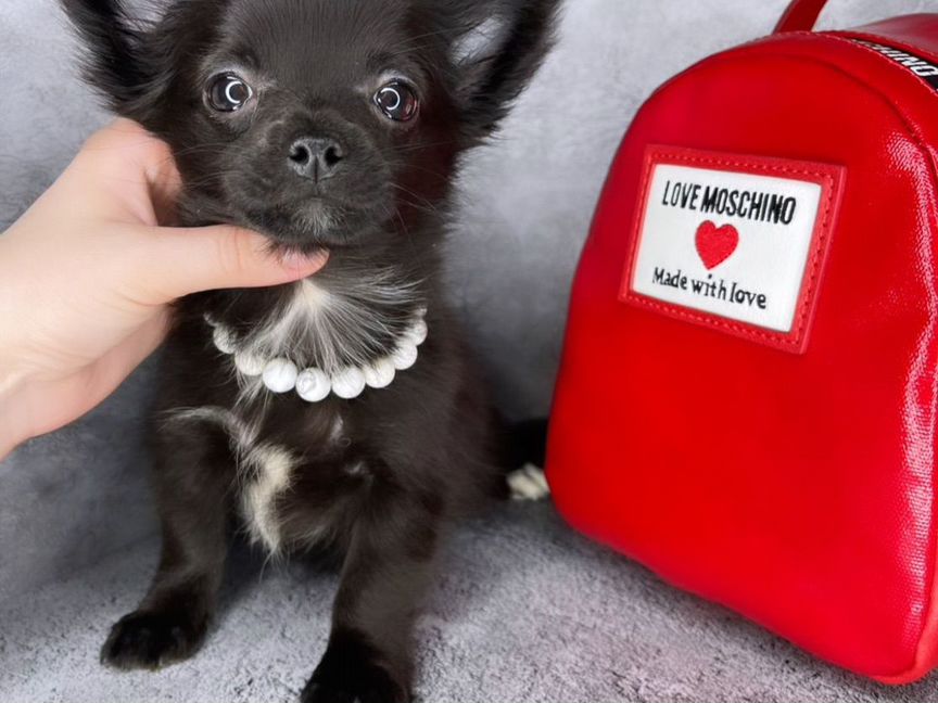 Девочка Красавица