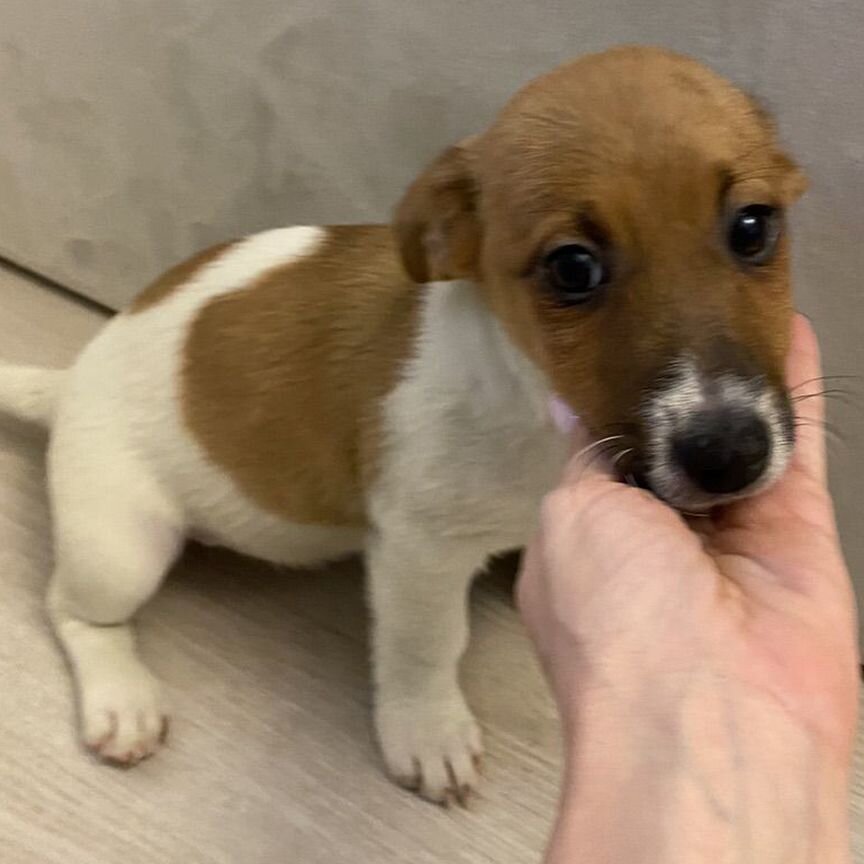 Джек-рассел-терьер, щенок