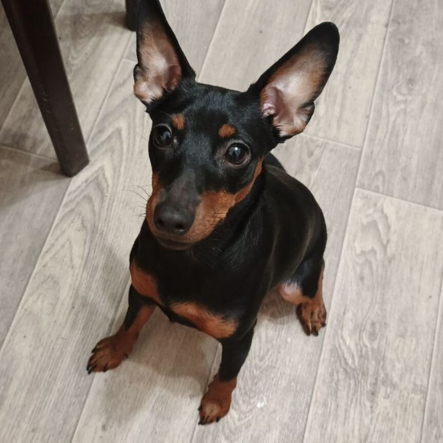 Цвергпинчер, щенок