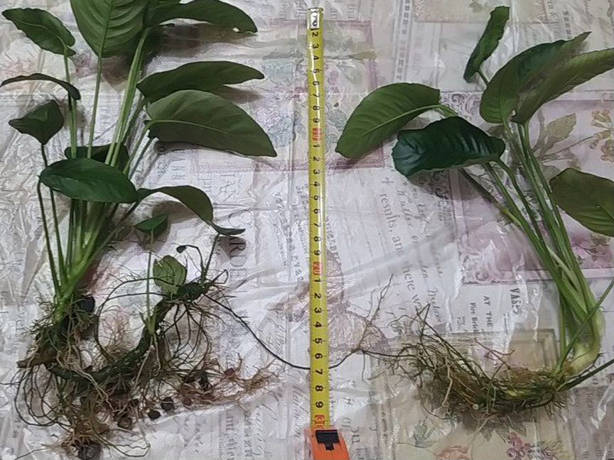 Аквариумные растения