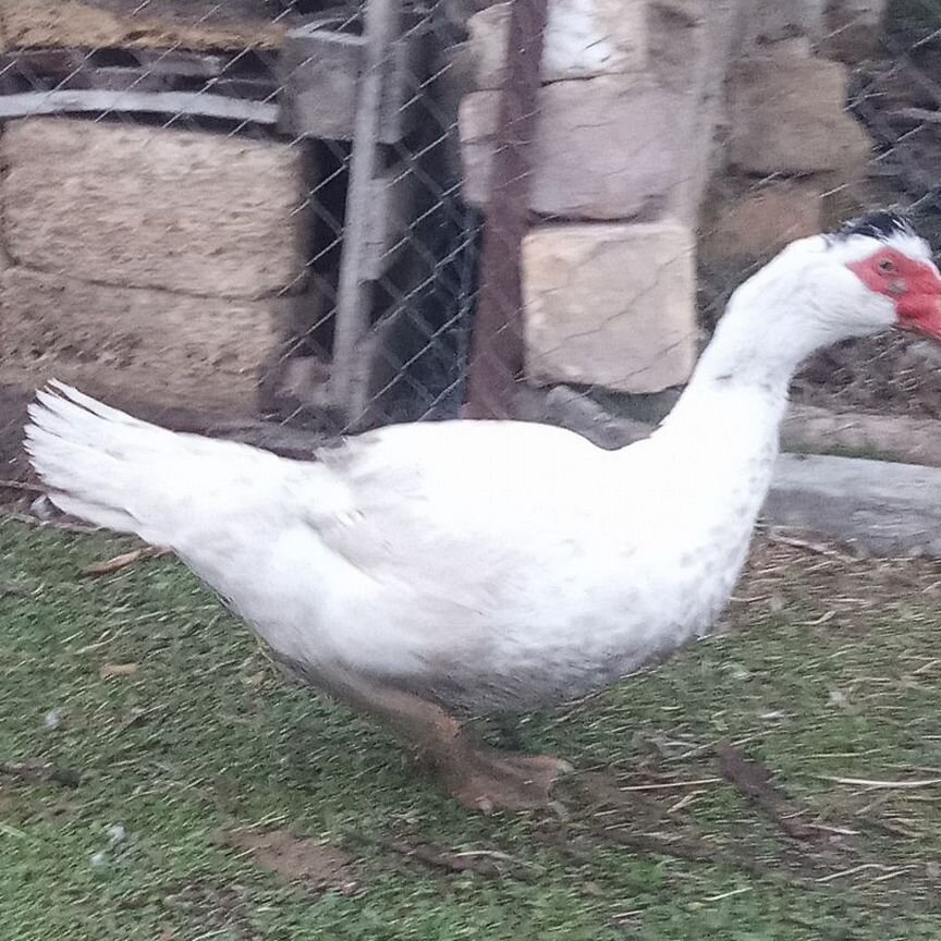 Утки тяжелые линии