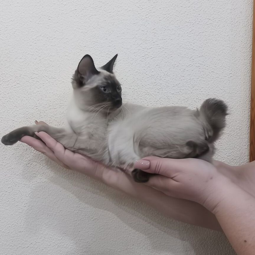 Меконгский бобтейл котёнок
