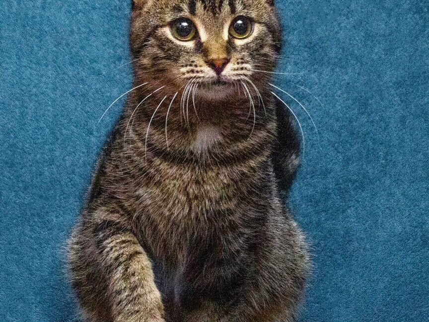 Компанейский парень Кекс в поисках дома