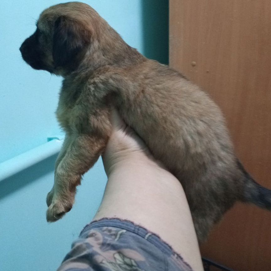 Такса, щенок