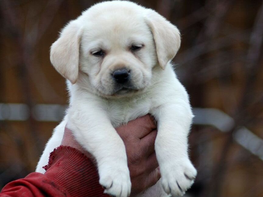 Лабрадор щенок мальчик