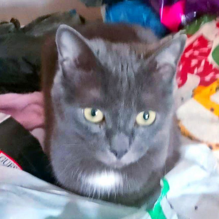 Котик живёт в плохих условиях. Приютите