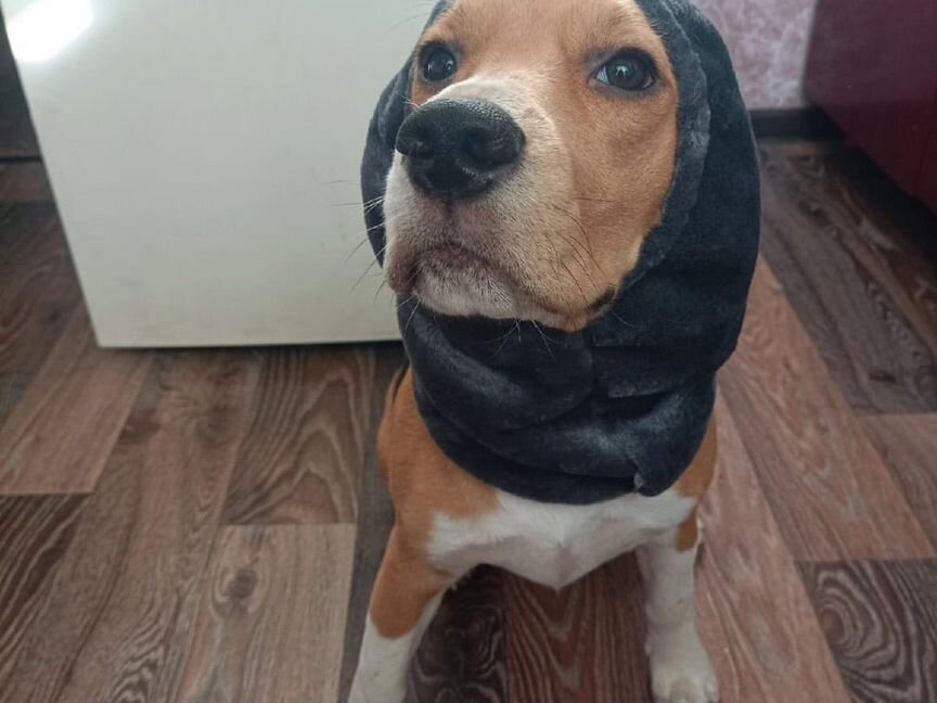 Бигль