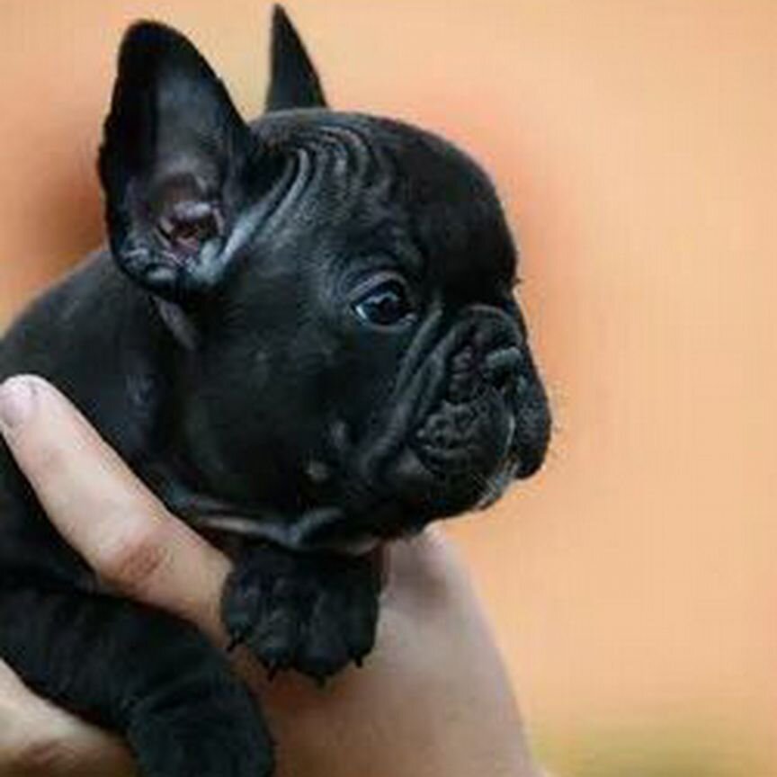 Французский бульдог